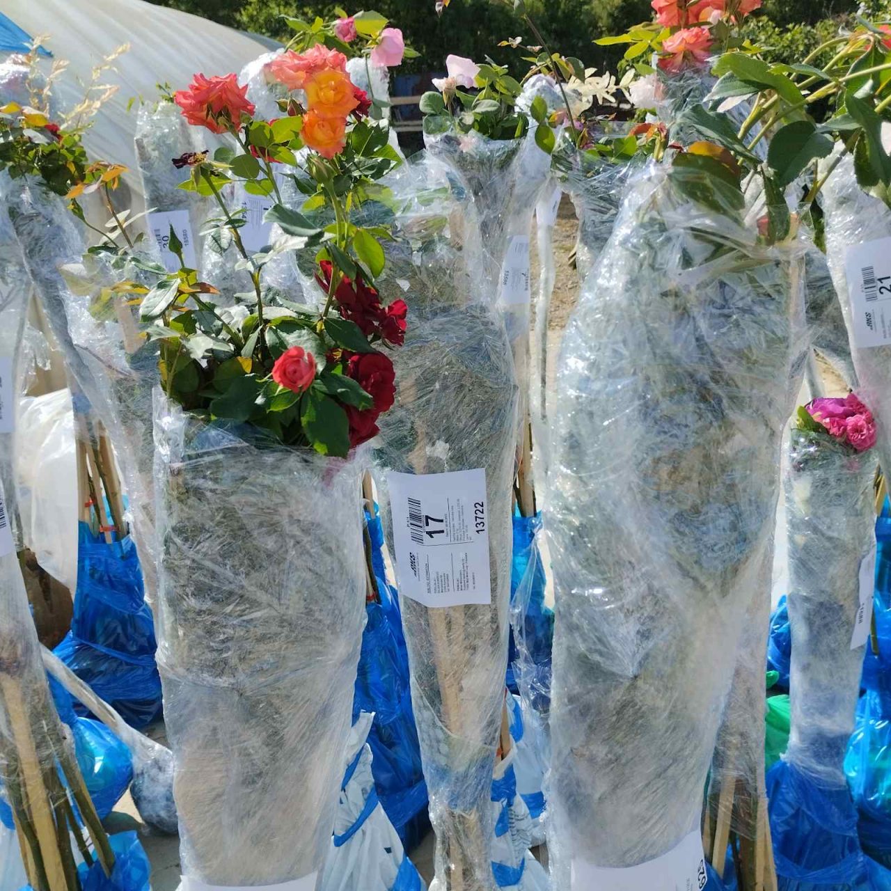 Sadnice Ruža - Proizvodnja i Prodaja Sadnica Ruža - Rasadnik Ruža