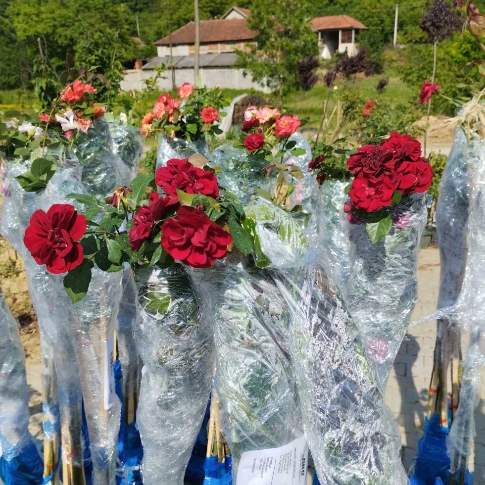 Sadnice Ruža - Proizvodnja i Prodaja Sadnica Ruža - Rasadnik Ruža